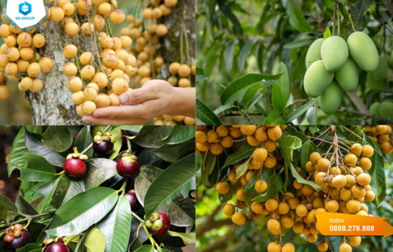5 Trải nghiệm đáng nhớ tại vườn trái cây Út Phương Tây Ninh